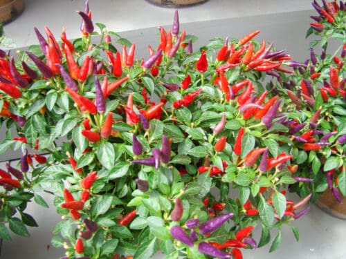 Prairie Fire Peppers: Uses, Heat, and More | Spicy Exchange