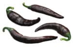 Chilaca Peppers: A Mexican Staple | Spicy Exchange