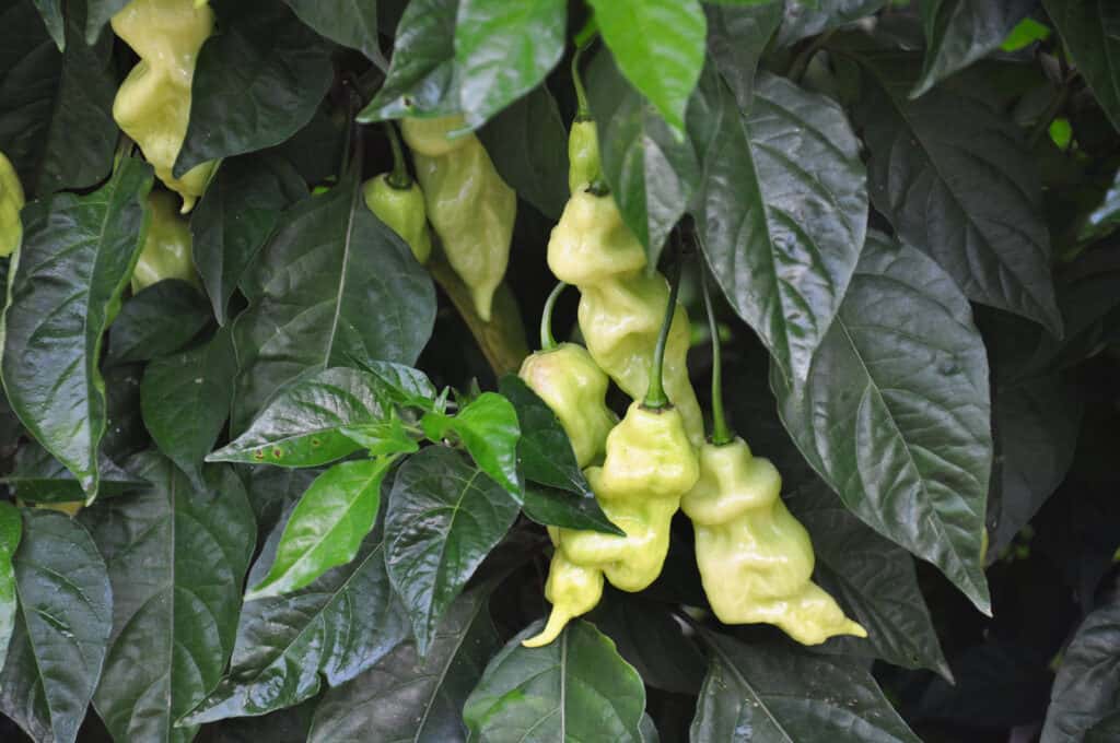 How to encourage pepper plants to produce and maximize yield | Spicy ...