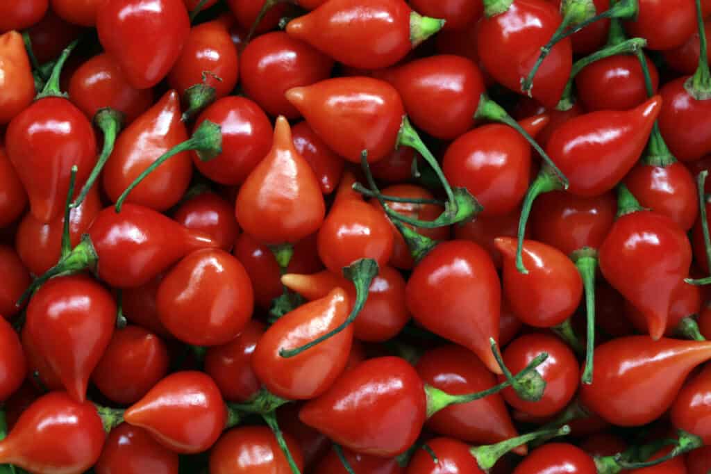 Pimenta Biquinho (Little Beak Peppers) | The Spicy Exchange
