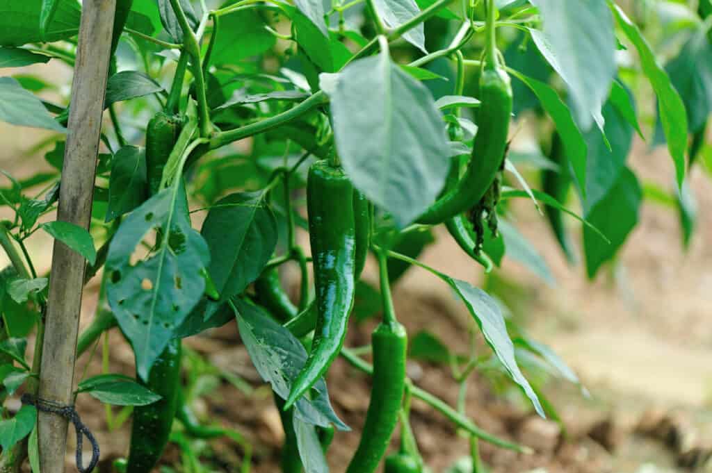 Everything you need to know about topping your pepper plants | Spicy ...