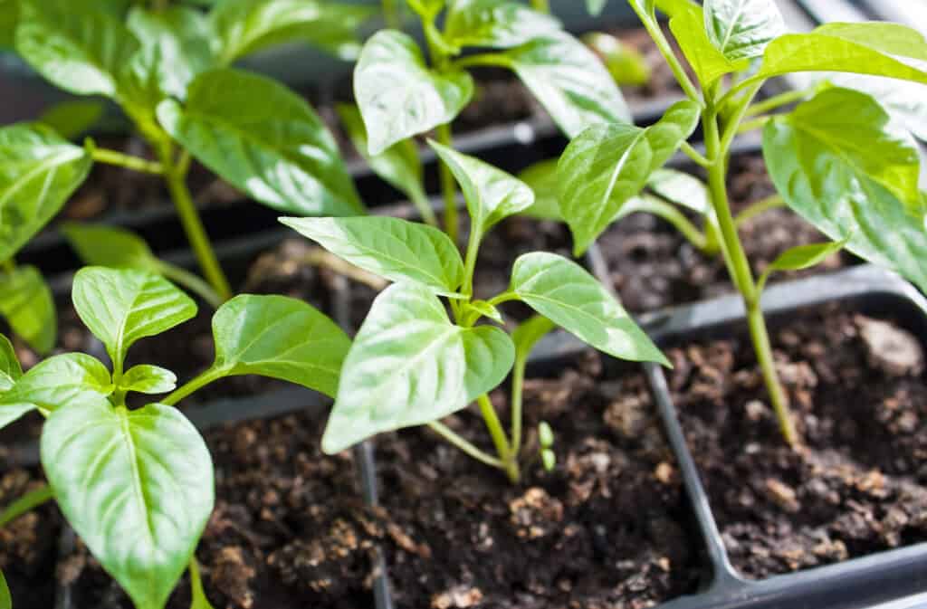 How to encourage pepper plants to produce and maximize yield | Spicy ...