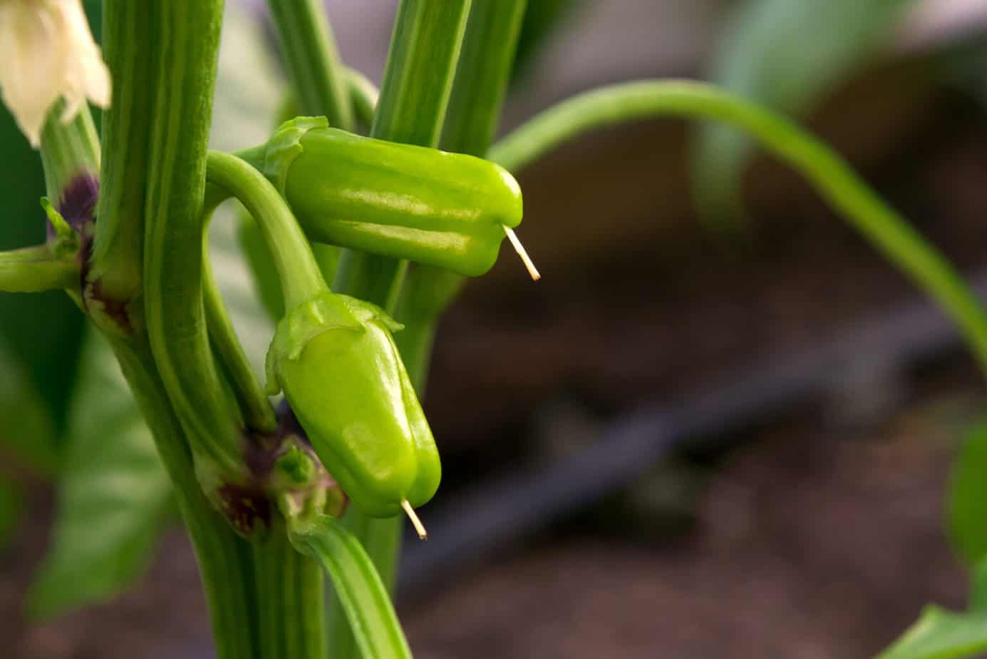 How to finish ripening peppers indoors (off the vine) | Spicy Exchange