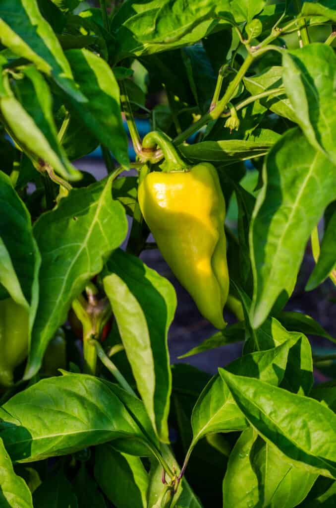 Best soil pH for peppers (+ how to test and amend your soil) | Spicy ...