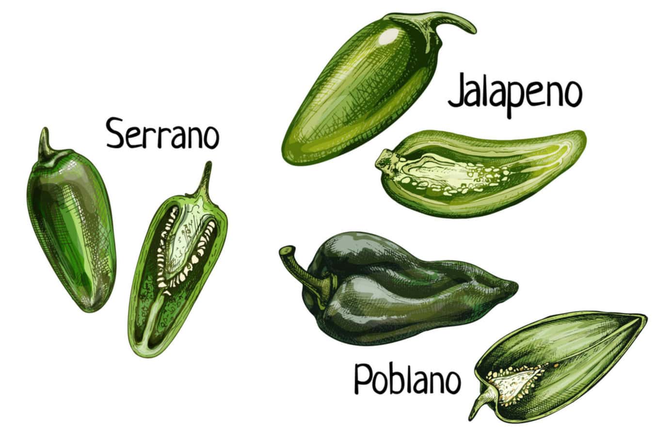 12 most popular types of green peppers (mild to hot) | Spicy Exchange