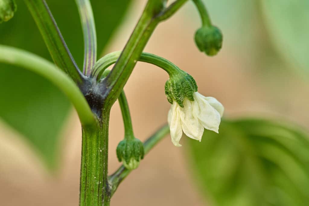8 Dwarf Pepper Plants Perfect for Container Gardens | Spicy Exchange