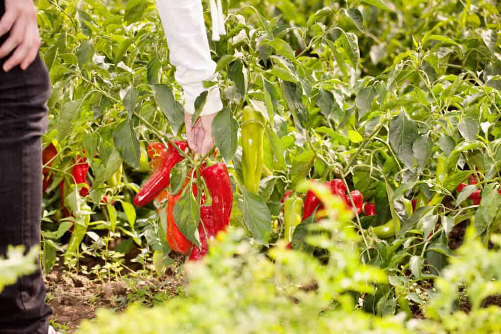 Pepper plant spacing: How far apart to plant peppers | Spicy Exchange