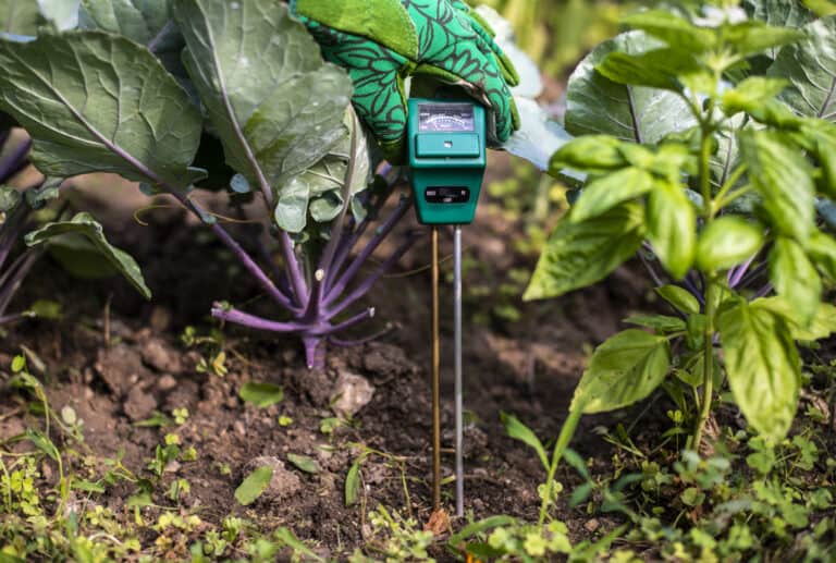 Best soil pH for peppers (+ how to test and amend your soil) | Spicy ...