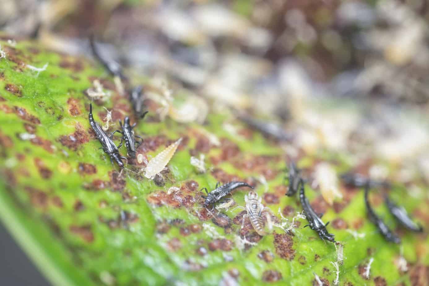 What are those bugs on my pepper plants? Most common pests | Spicy Exchange