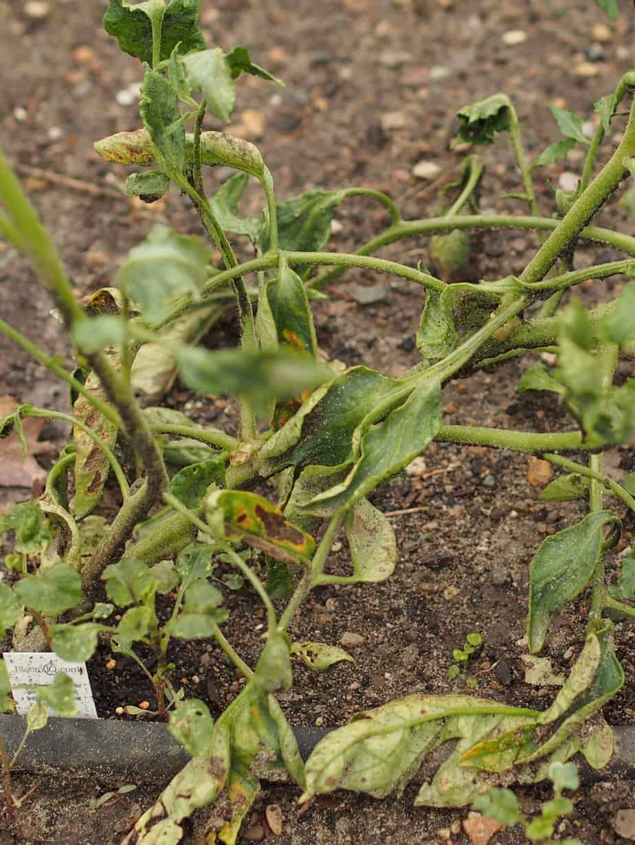 Troubleshooting guide: Why is there black on my pepper plant? | Spicy ...