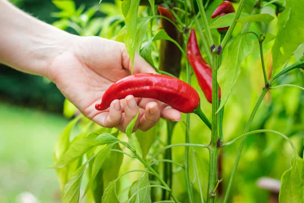 How to finish ripening peppers indoors (off the vine) | Spicy Exchange