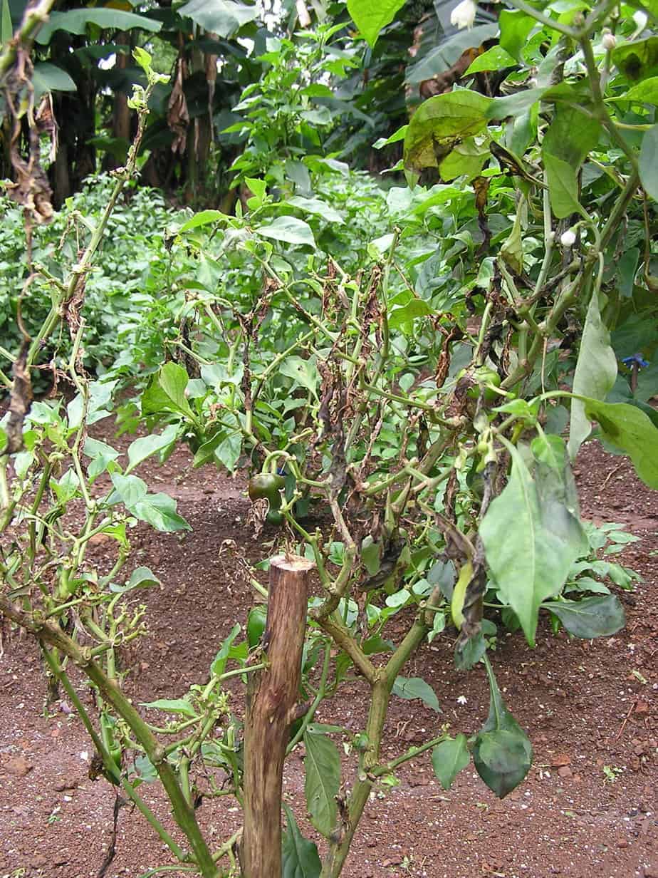 Troubleshooting guide: Why is there black on my pepper plant? | Spicy ...