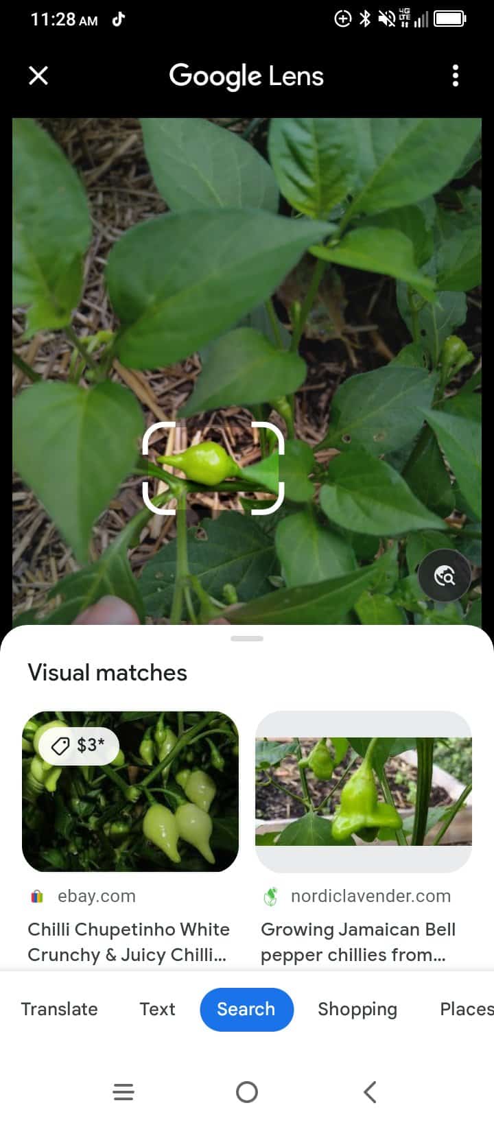 What kind of pepper is this? How to identify mystery peppers | Spicy ...