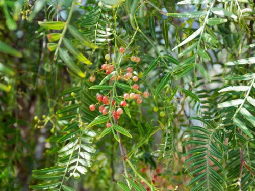 Timut Pepper: A distinctive Spice with Cultural Significance | Spicy ...