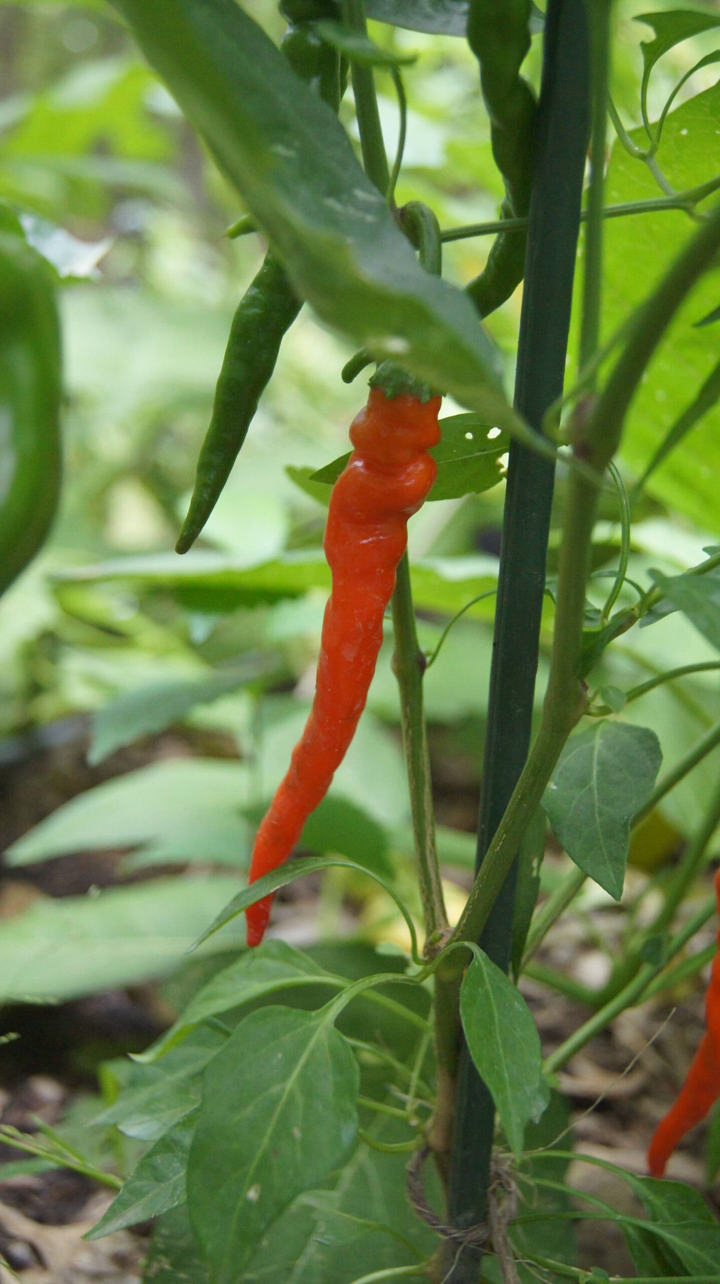 Exploring Cayenne Peppers: from cooking to pest control | Spicy Exchange