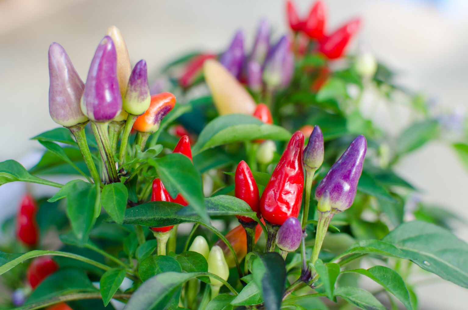 Best soil pH for peppers (+ how to test and amend your soil) | Spicy ...