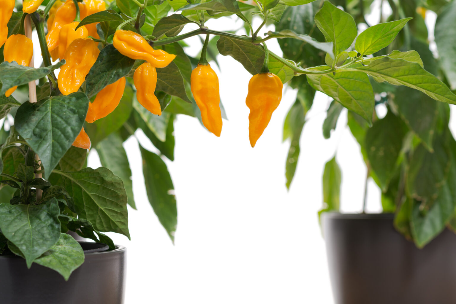 Peppers Archive | Spicy Exchange