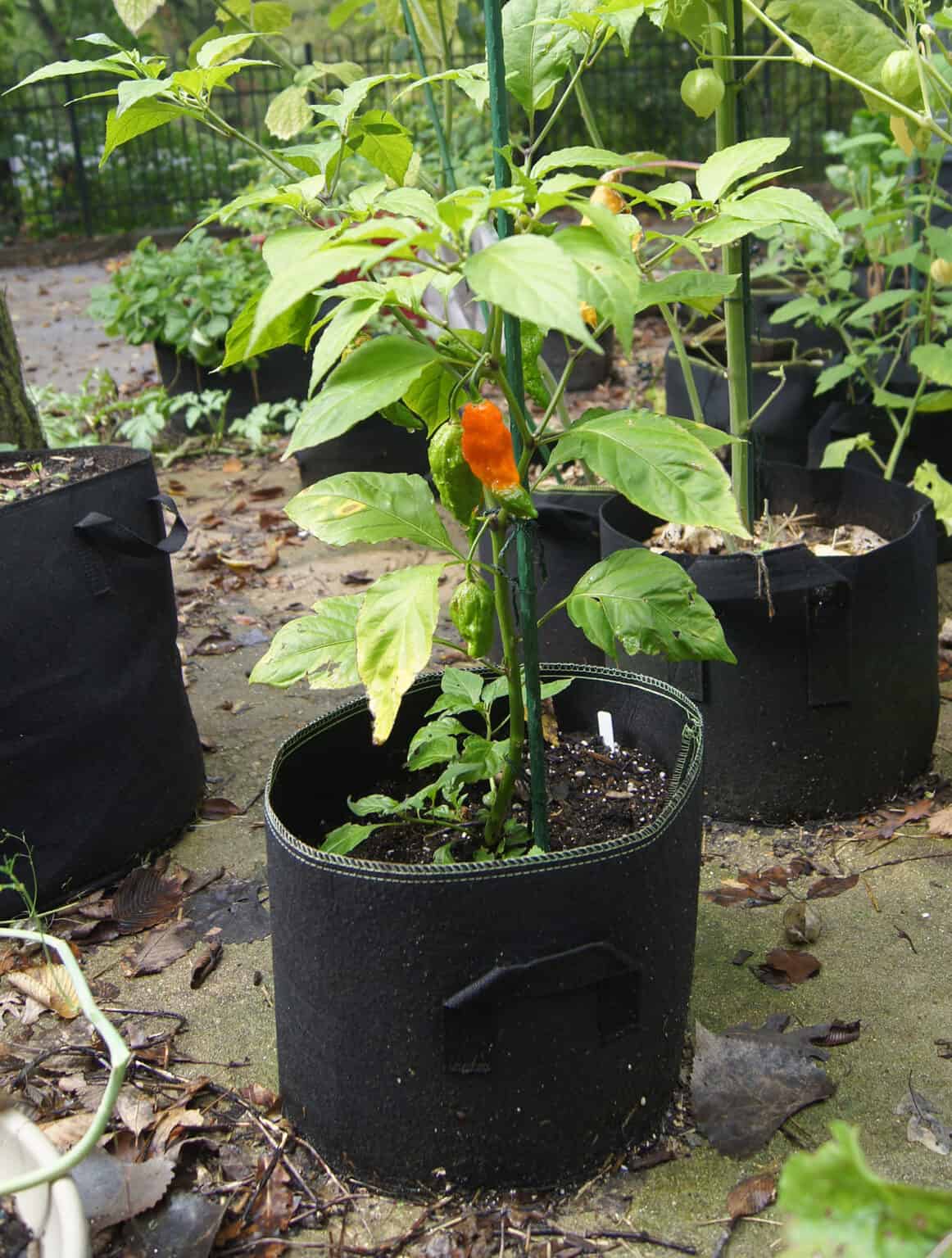 Pepper plant spacing: How far apart to plant peppers | Spicy Exchange