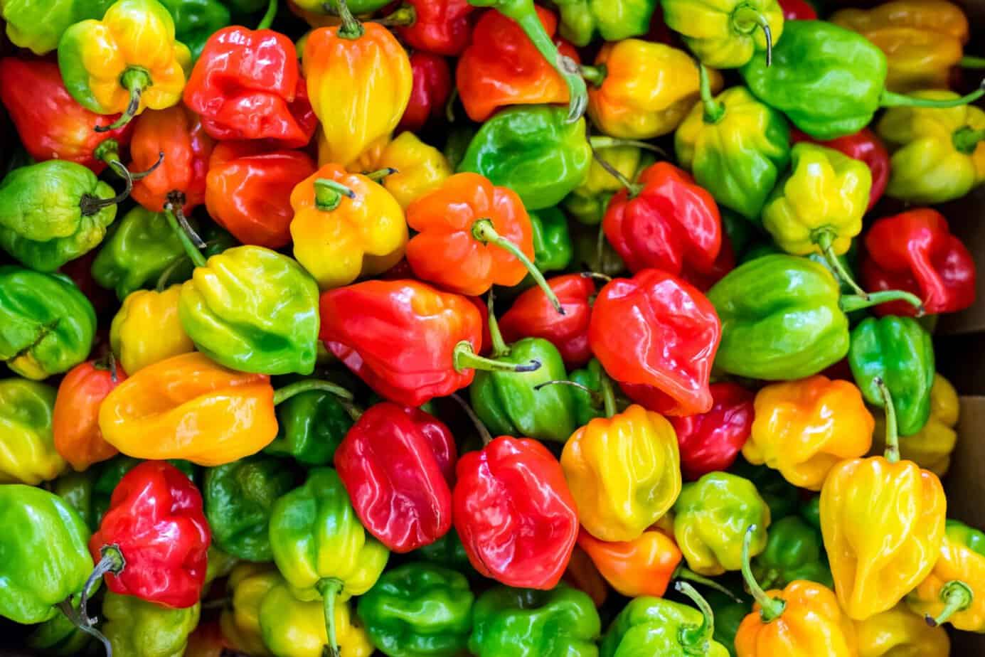 Habaneros vs. Jalapeños: Comparing two of the most popular peppers ...