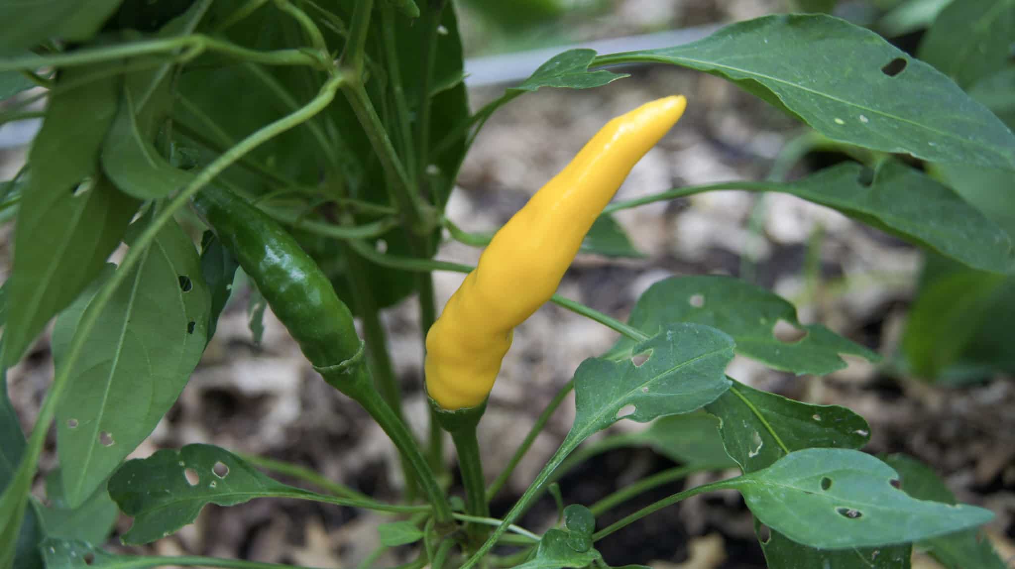 Kristian peppers: A unique Thai chili you should know | Spicy Exchange