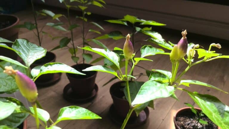 8 Dwarf Pepper Plants Perfect for Container Gardens | Spicy Exchange