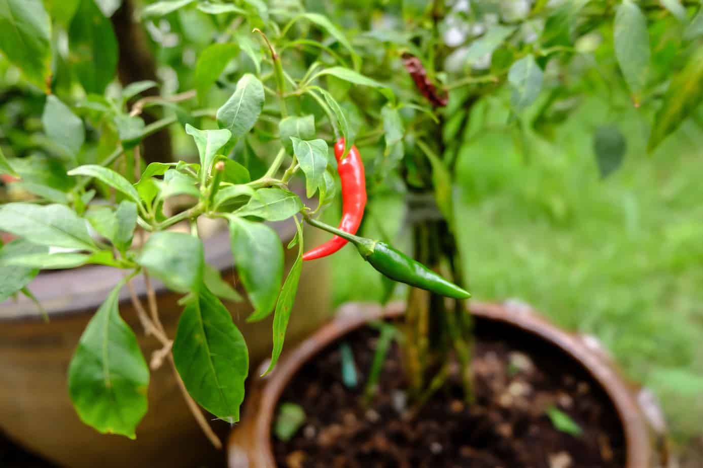 8 Dwarf Pepper Plants Perfect for Container Gardens | Spicy Exchange