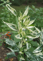 Candy Cane Peppers: A Twist on the Classic Bell | Spicy Exchange