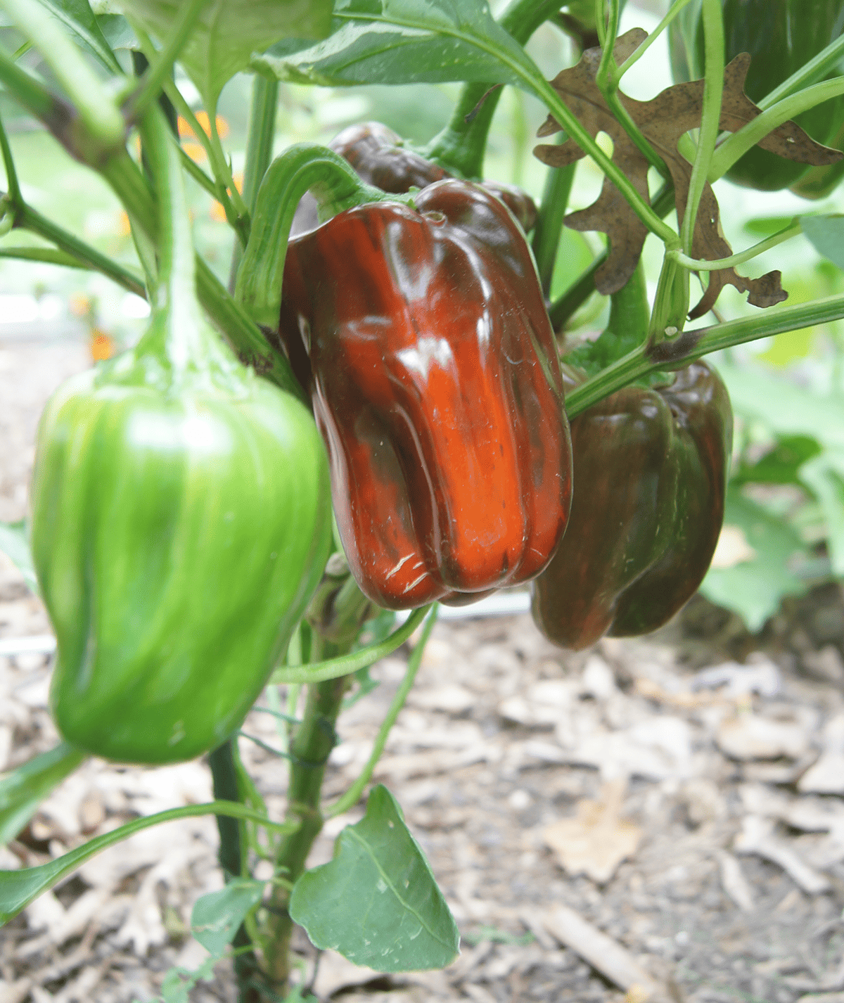 Candy Cane Peppers: A Twist on the Classic Bell | Spicy Exchange