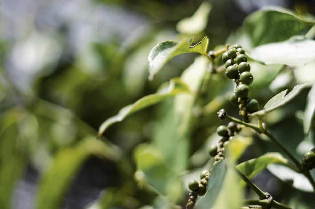 Timut Pepper: A distinctive Spice with Cultural Significance | Spicy ...