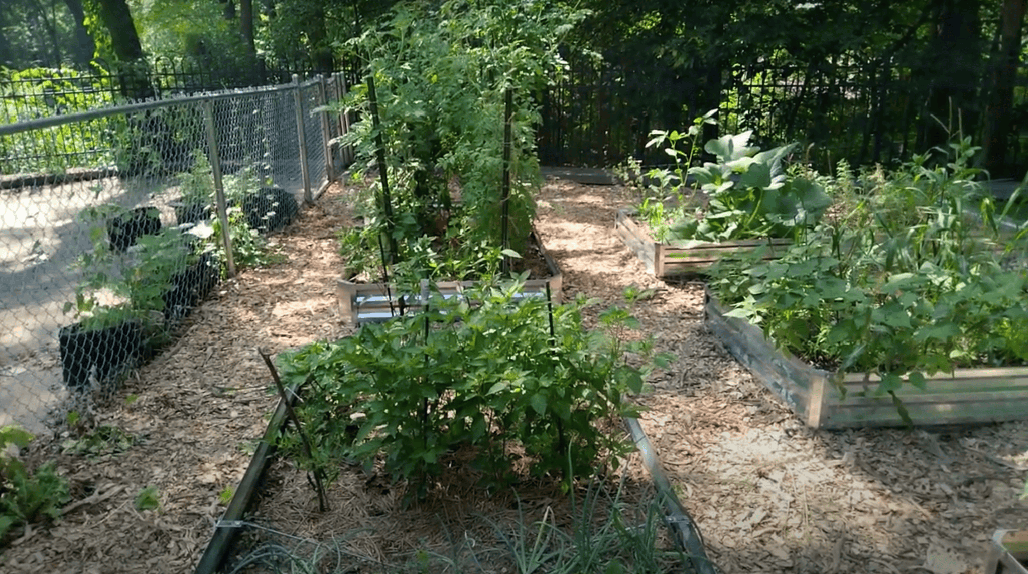 8 Dwarf Pepper Plants Perfect for Container Gardens | Spicy Exchange